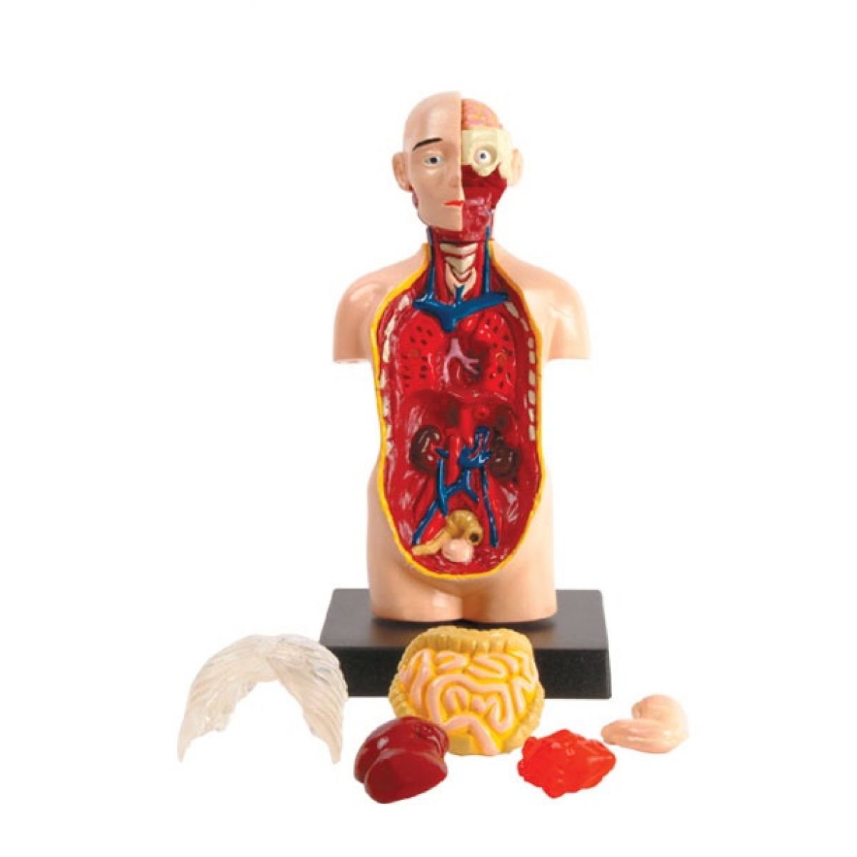 Lidský anatomický model - Lidský trup EIN-O E23706 | 4KIDS.sk